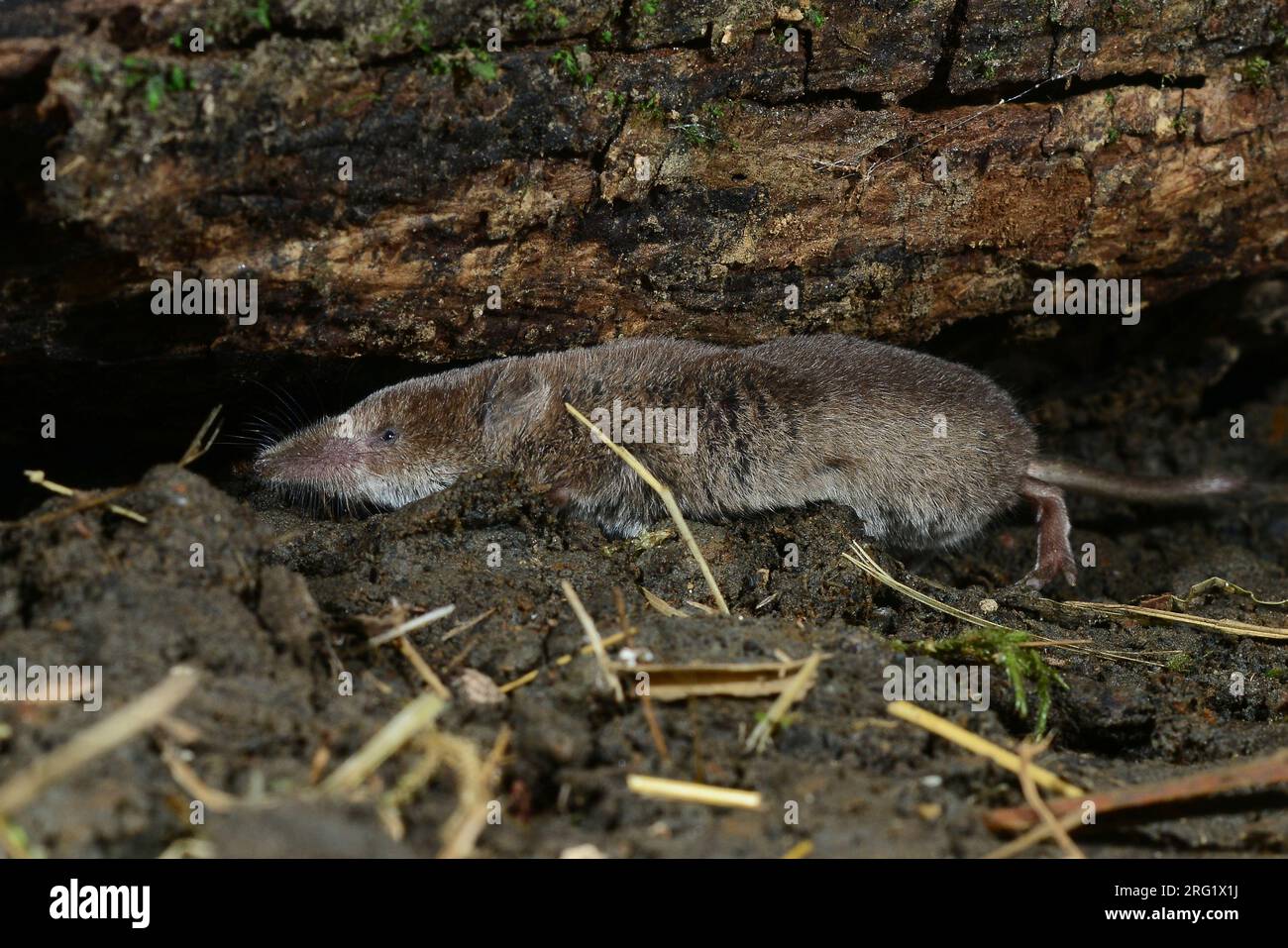 common shrew foraging for invertebrate food at night Stock Photo - Alamy