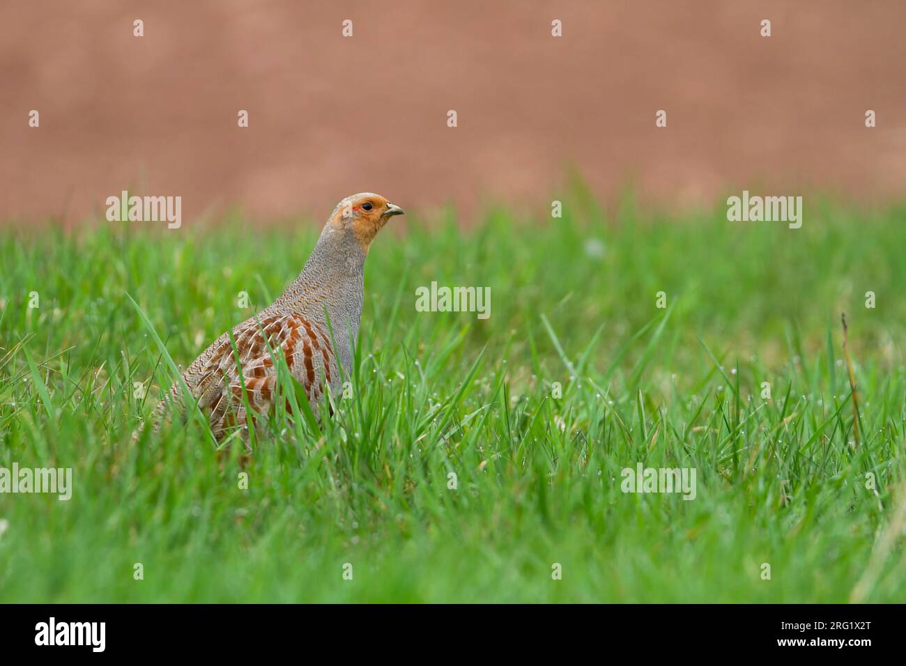 Grey Partridge - Rebhuhn - Perdix perdix ssp. perdix, Germany, adult ...