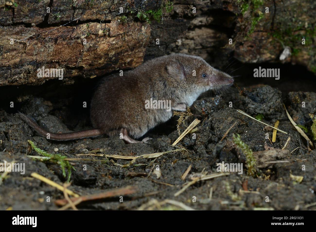 common shrew foraging for invertebrate food at night Stock Photo - Alamy