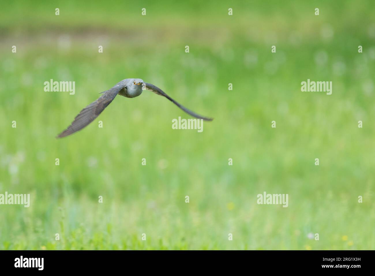 Oriental Cuckoo - Hopfkuckuck - Cuculus saturatus ssp. optatus, Russia ...