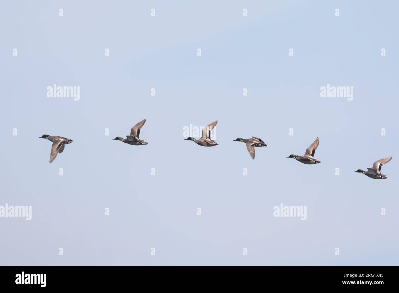 Falcated Ducks (Mareca falcata), Russia (Burjatia), adult, male Stock ...