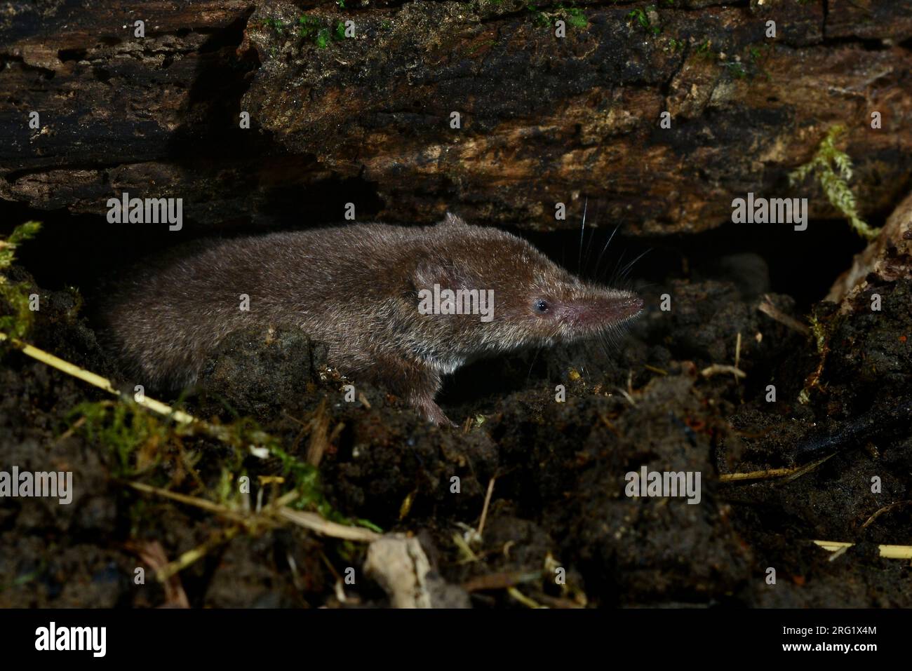 common shrew foraging for invertebrate food at night Stock Photo - Alamy