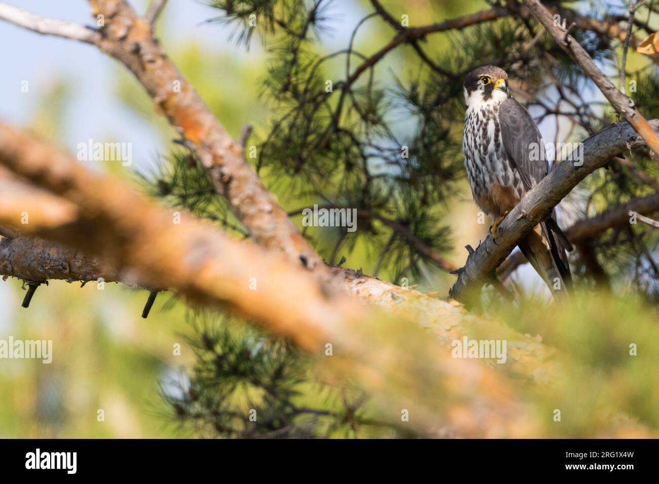 Eurasian Hobby - Baumfalke - Falco subbuteo ssp. subbuteo, Russia ...