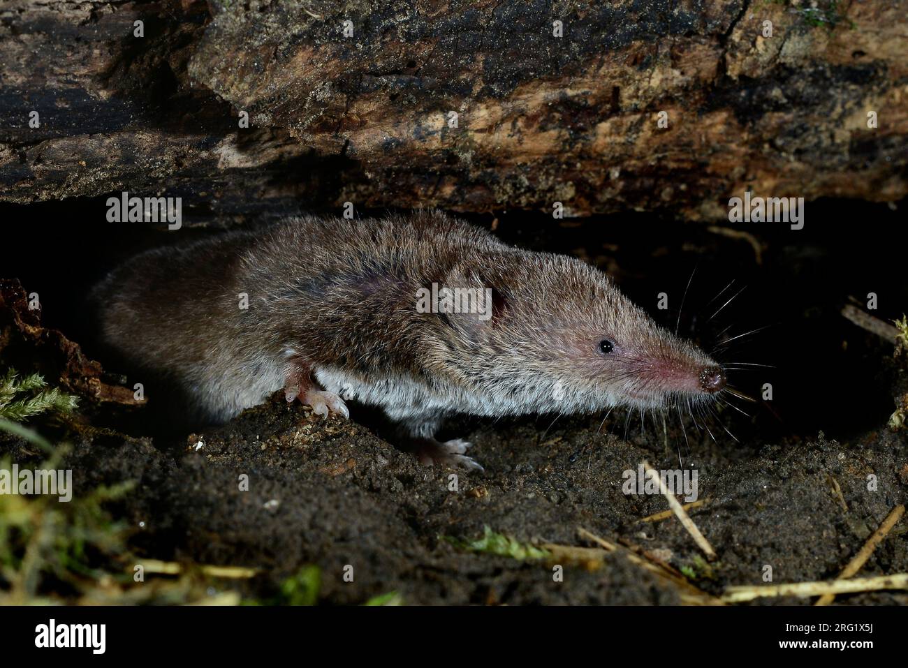 Common shrew sorex araneus close hi-res stock photography and images ...