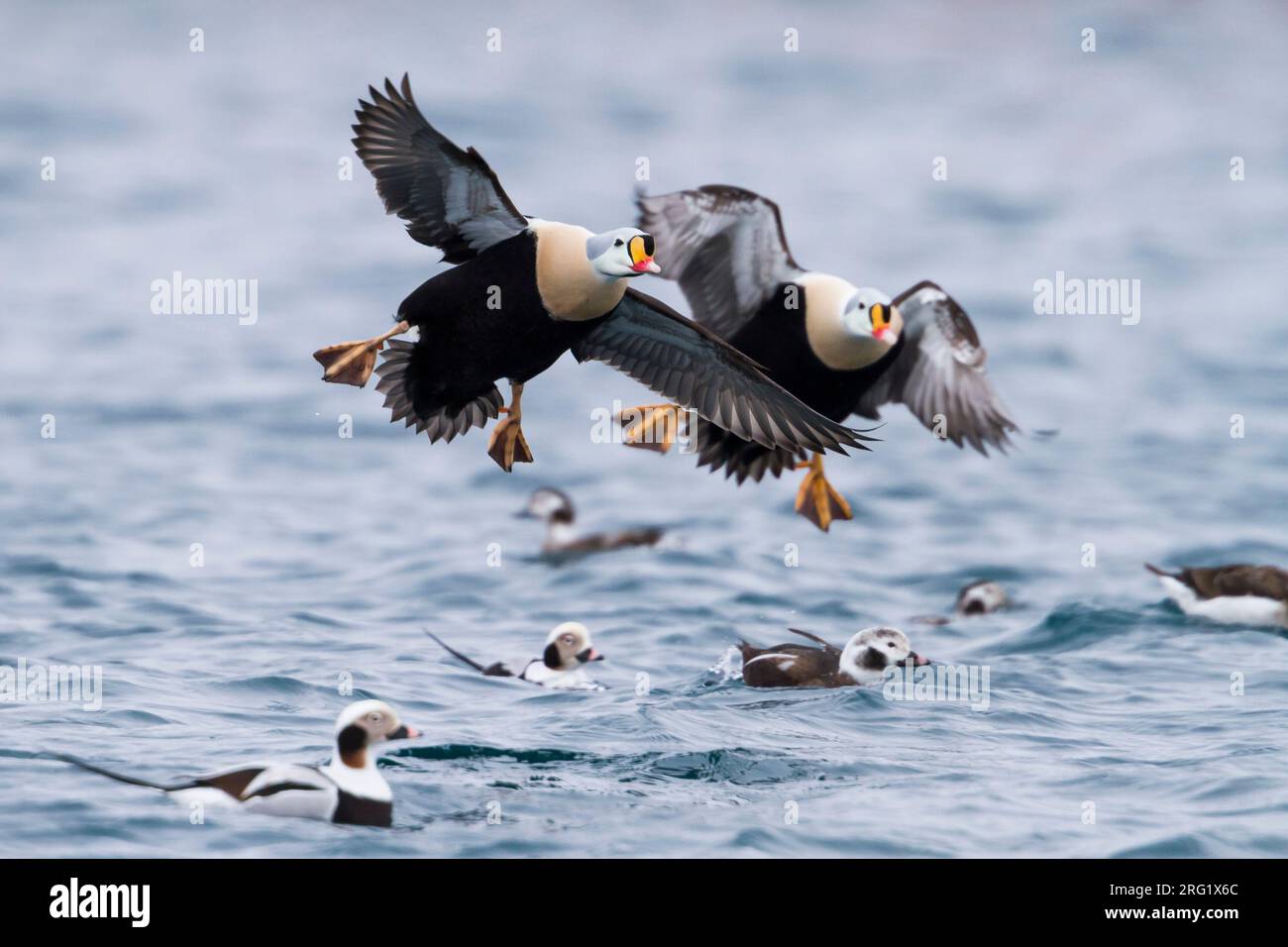 Species king eider hi-res stock photography and images - Alamy