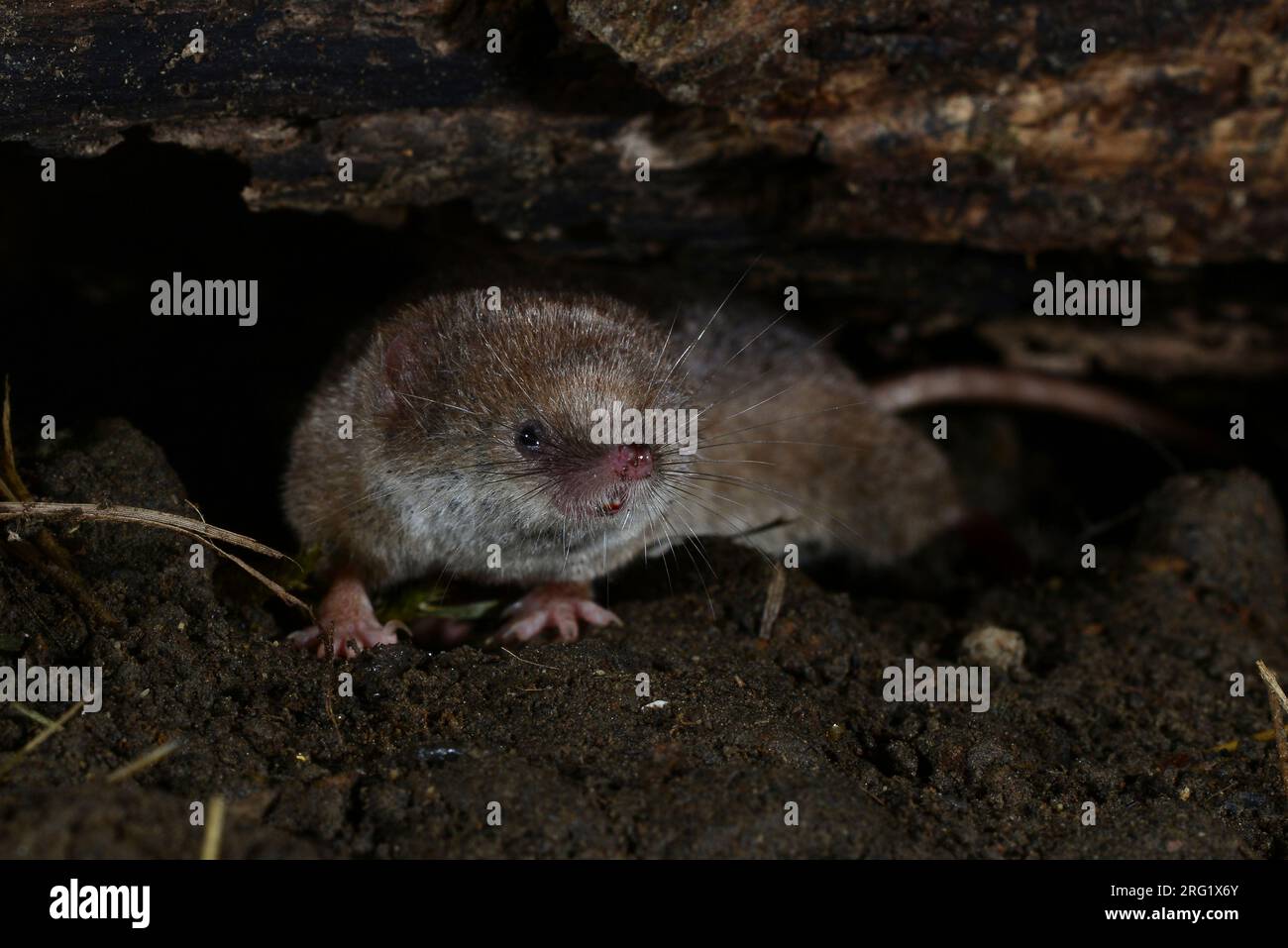 common shrew foraging for invertebrate food at night Stock Photo - Alamy