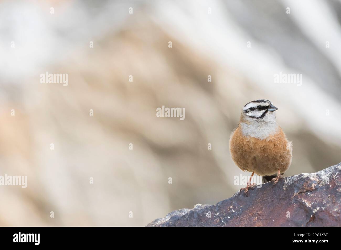 Rock bunting emberiza cia par adult hi-res stock photography and images ...