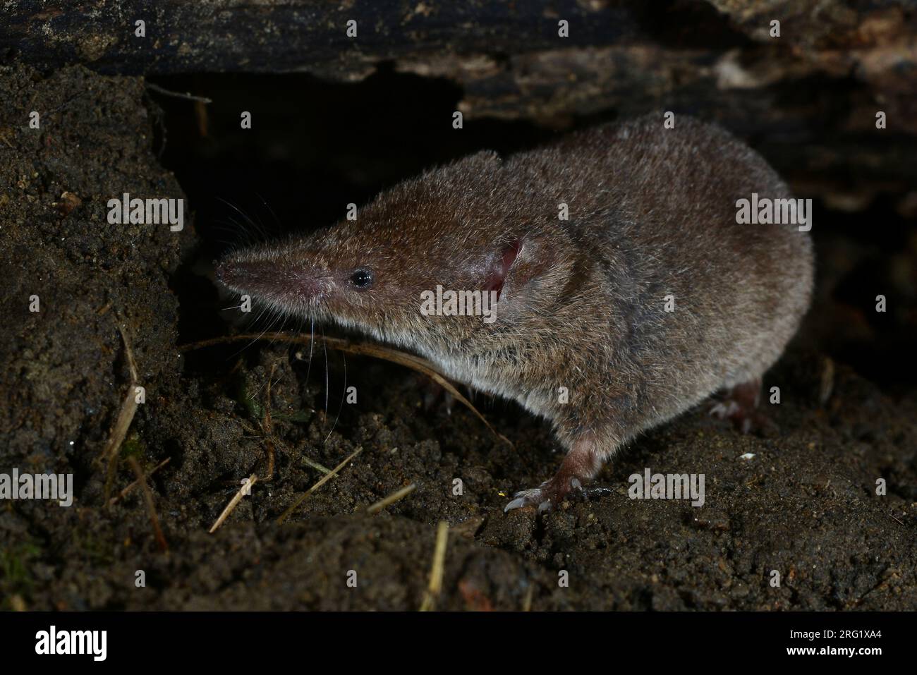 common shrew foraging for invertebrate food at night Stock Photo - Alamy