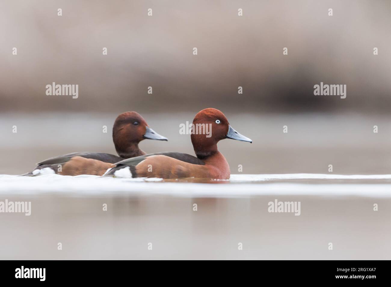 Ferruginous Duck - Moorente - Aythya nyroca, Spain (Andalucia), pair ...