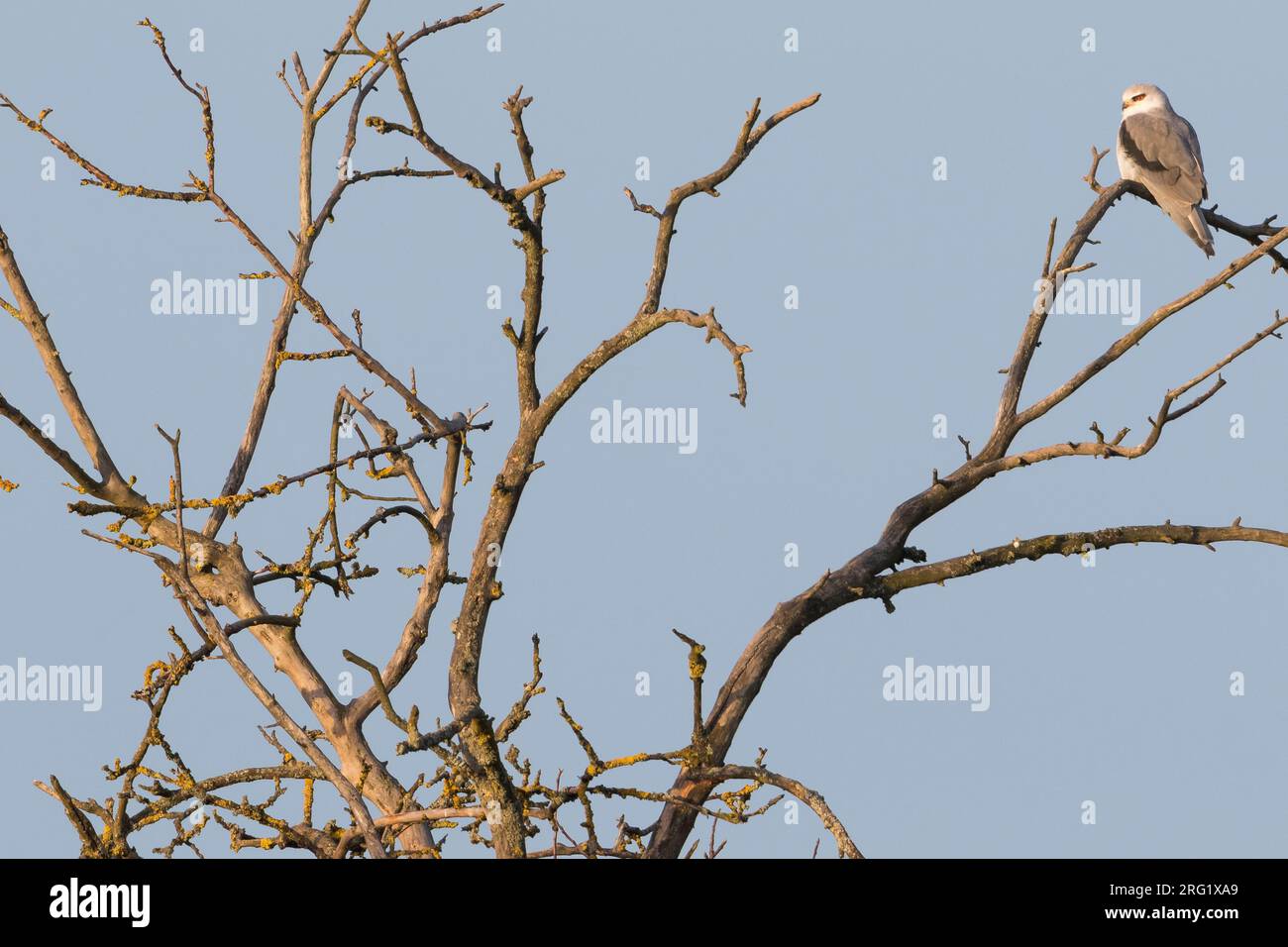 Black-winged Kite - Gleitaar - Elanus caeruleus ssp. caeruleus, Germany ...