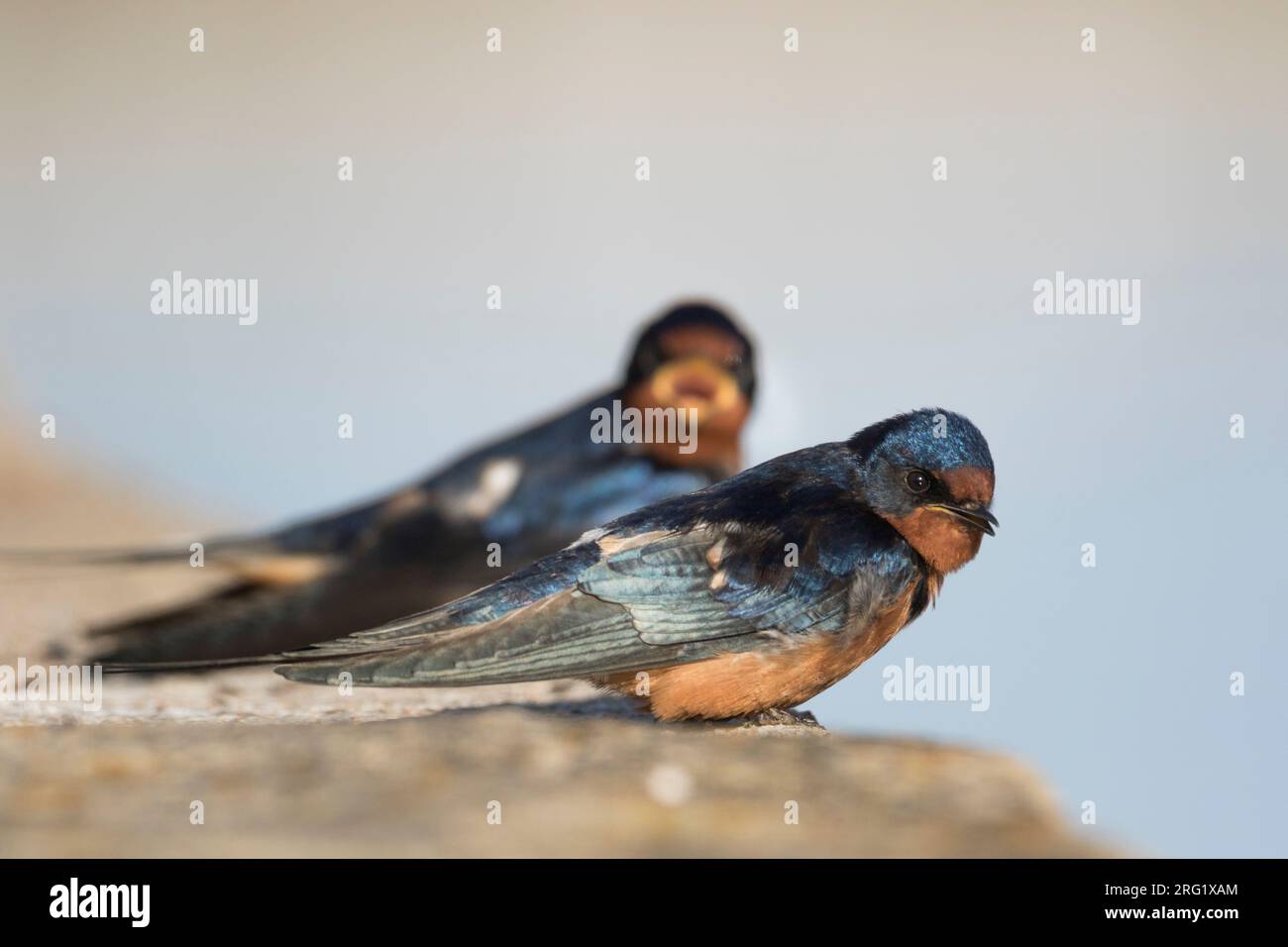 Barn Swallow - Rauchschwalbe - Hirundo rustica tytleri, Russia (Baikal ...