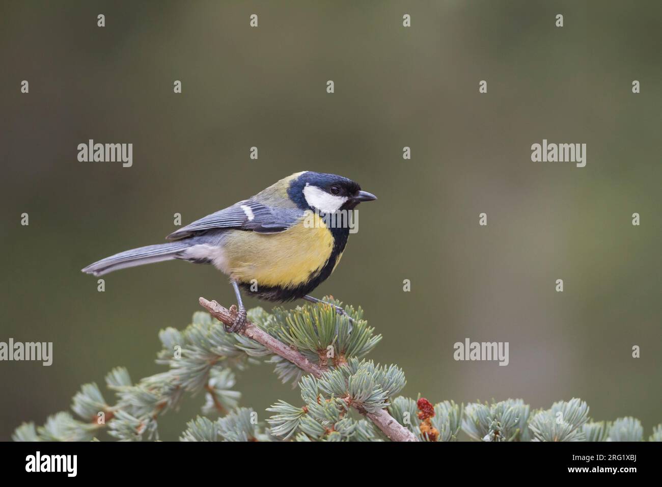 Great Tit - Kohlmeise - Parus major ssp. excelsus, Morocco, adult male ...