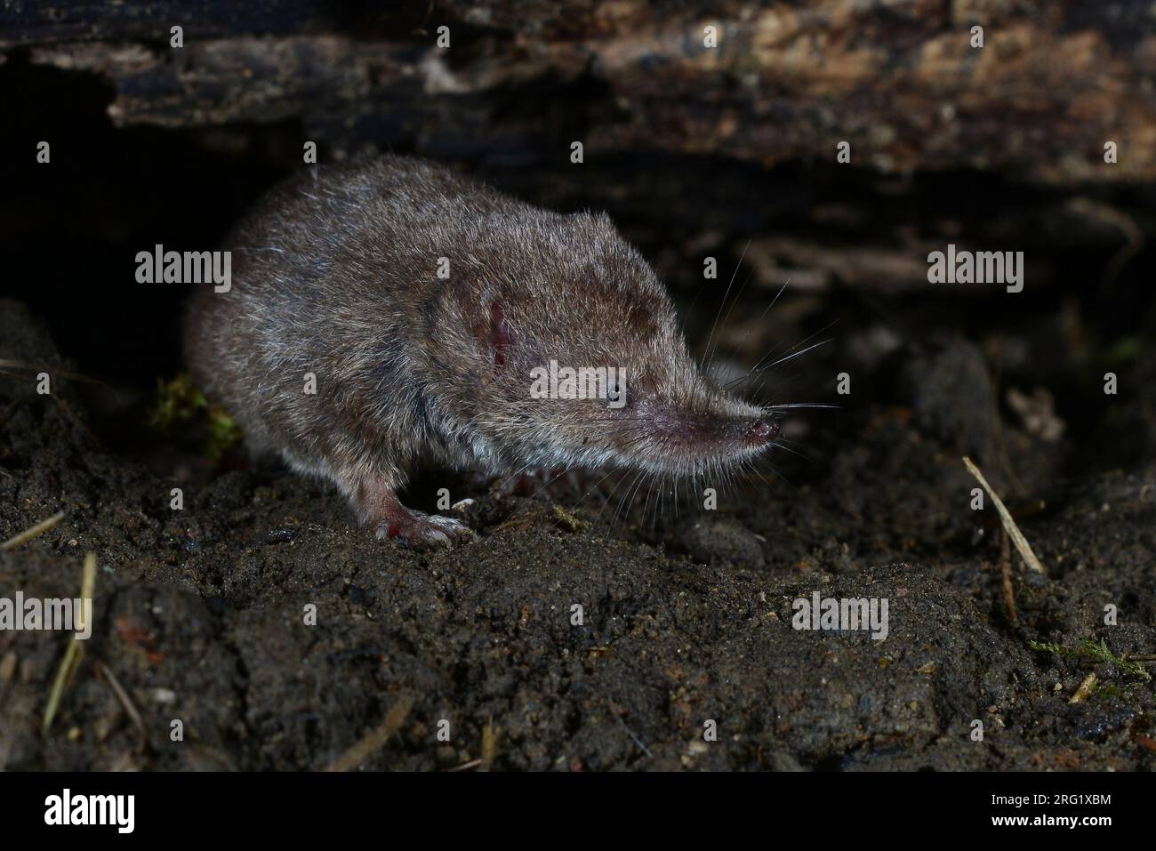 common shrew foraging for invertebrate food at night Stock Photo - Alamy