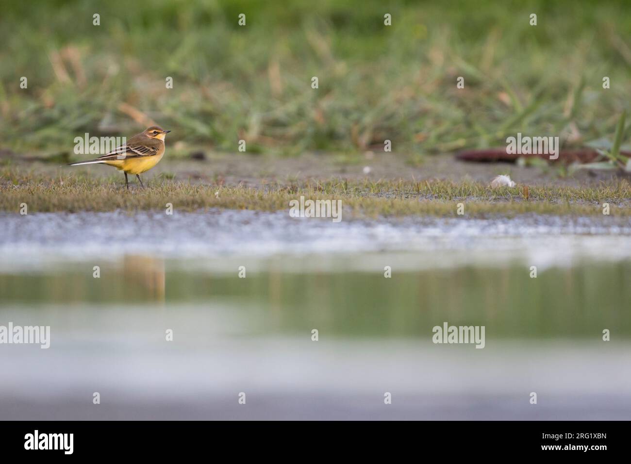 Blue-headed Wagtail - Wiesen-Schafstelze - Motacilla flava ssp. flava ...