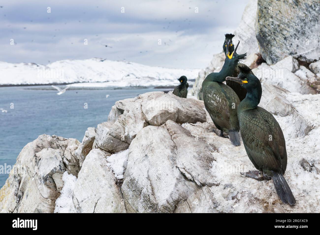 Adult European Shag (Phalacrocorax aristotelis aristotelis) in breeding ...