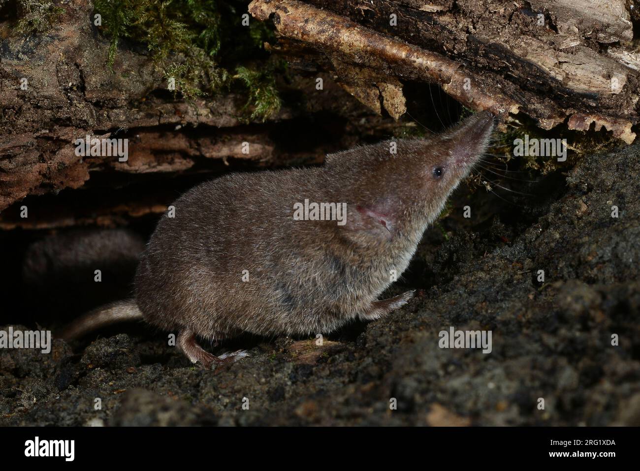 common shrew foraging for invertebrate food at night Stock Photo - Alamy