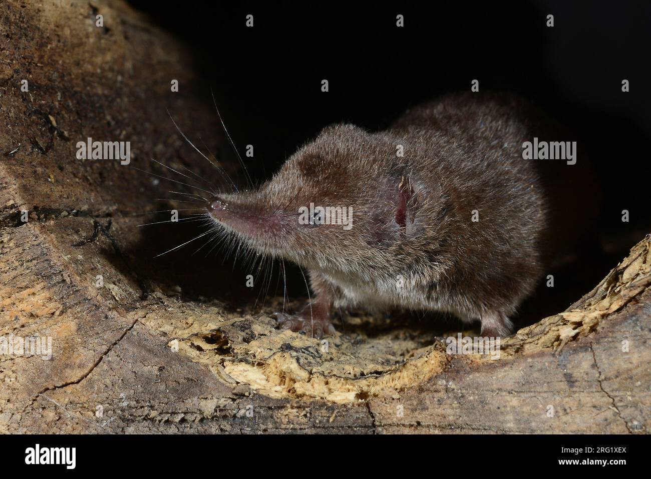 common shrew foraging for invertebrate food at night Stock Photo - Alamy