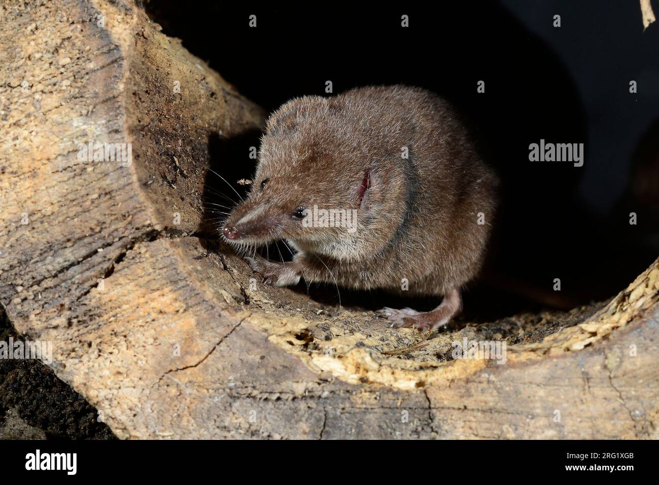 Sorex araneus portrait hi-res stock photography and images - Alamy