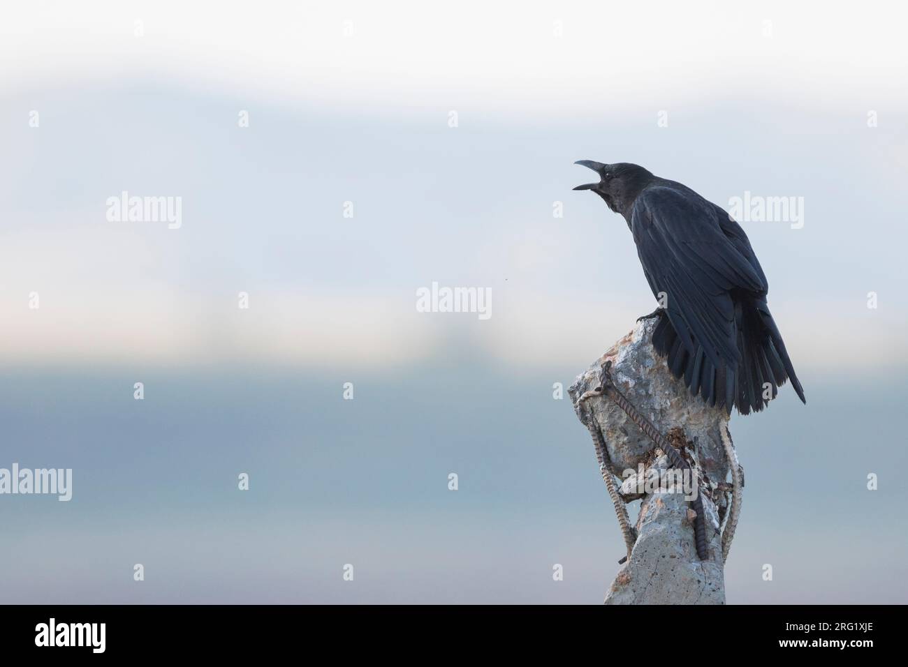 Eastern Carrion Crow, Corvus corone orientalis, Russia (Baikal), adult ...