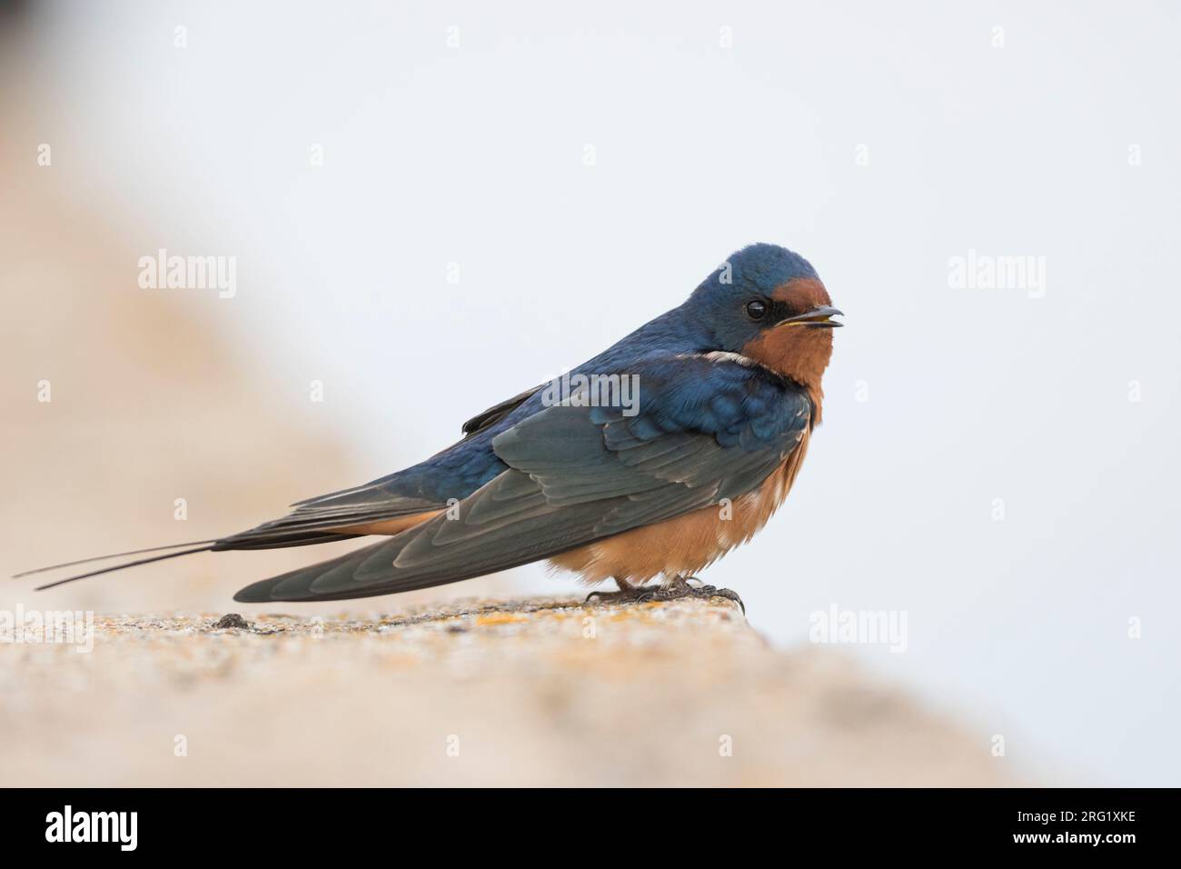 Adult Barn Swallow (Hirundo rustica tytleri) in Russia (Baikal Stock ...