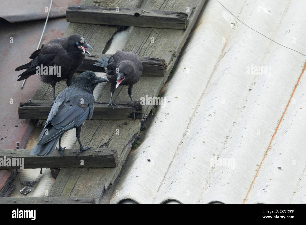 Eastern Carrion Crow, Corvus corone orientalis, Russia (Baikal), family ...