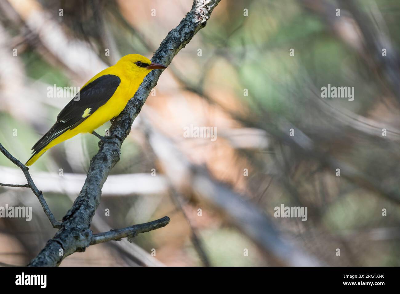 Pirol oriolus oriolus golden oriole hi-res stock photography and images ...
