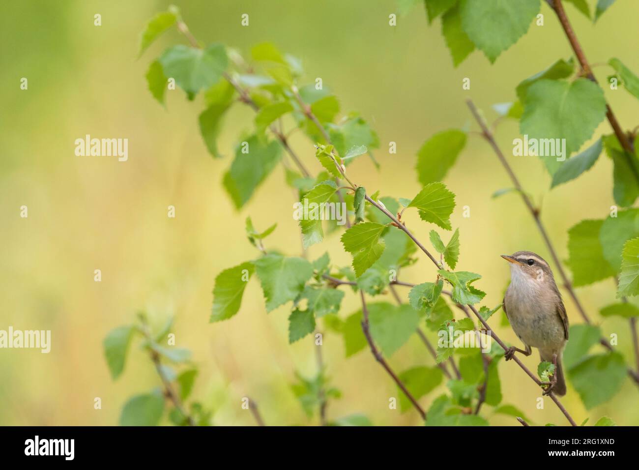Dusky Warbler (Phylloscopus fuscatus fuscatus), Russia (Baikal), adult ...