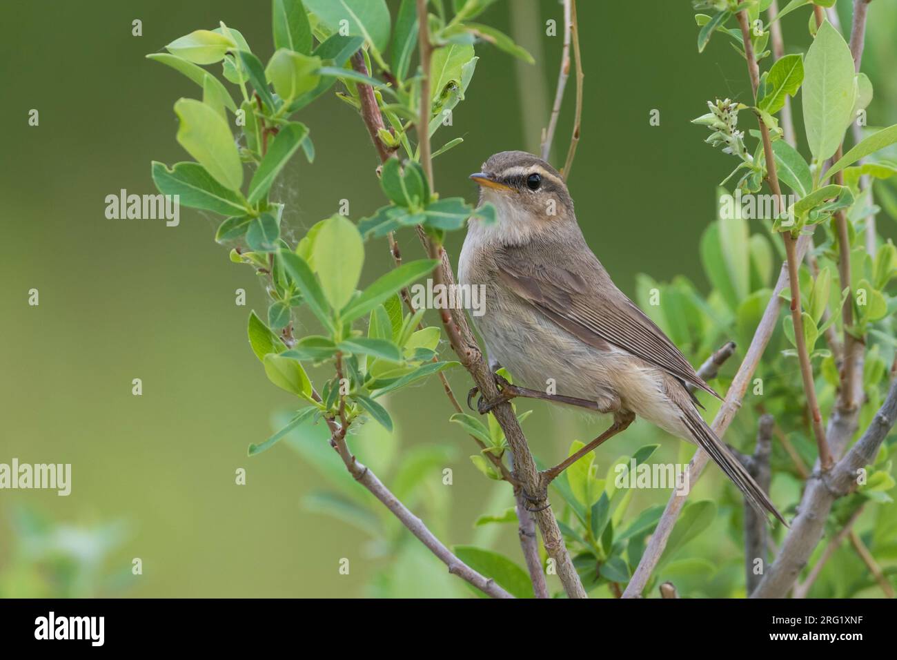 Dusky Warbler (Phylloscopus fuscatus fuscatus), Russia (Baikal), adult ...