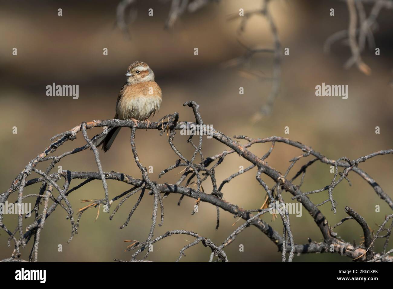 Meadow Bunting - Wiesenammer - Emberiza cioides ssp. cioides, Russia ...