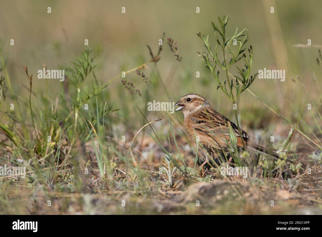 Meadow Bunting - Wiesenammer - Emberiza cioides ssp. cioides, Russia ...