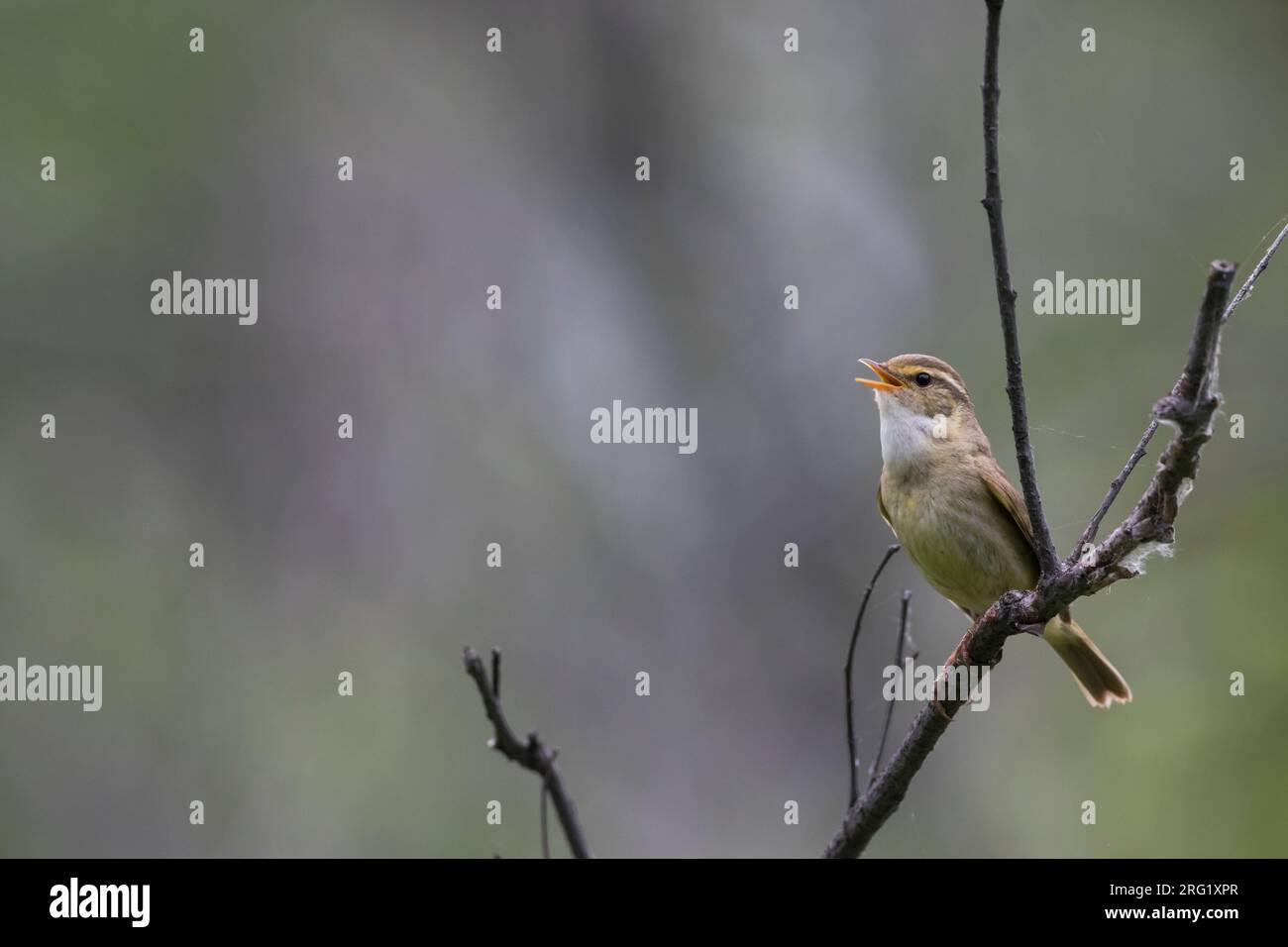 Radde's Warbler, Phylloscopus schwarzi, Russia, adult Stock Photo - Alamy
