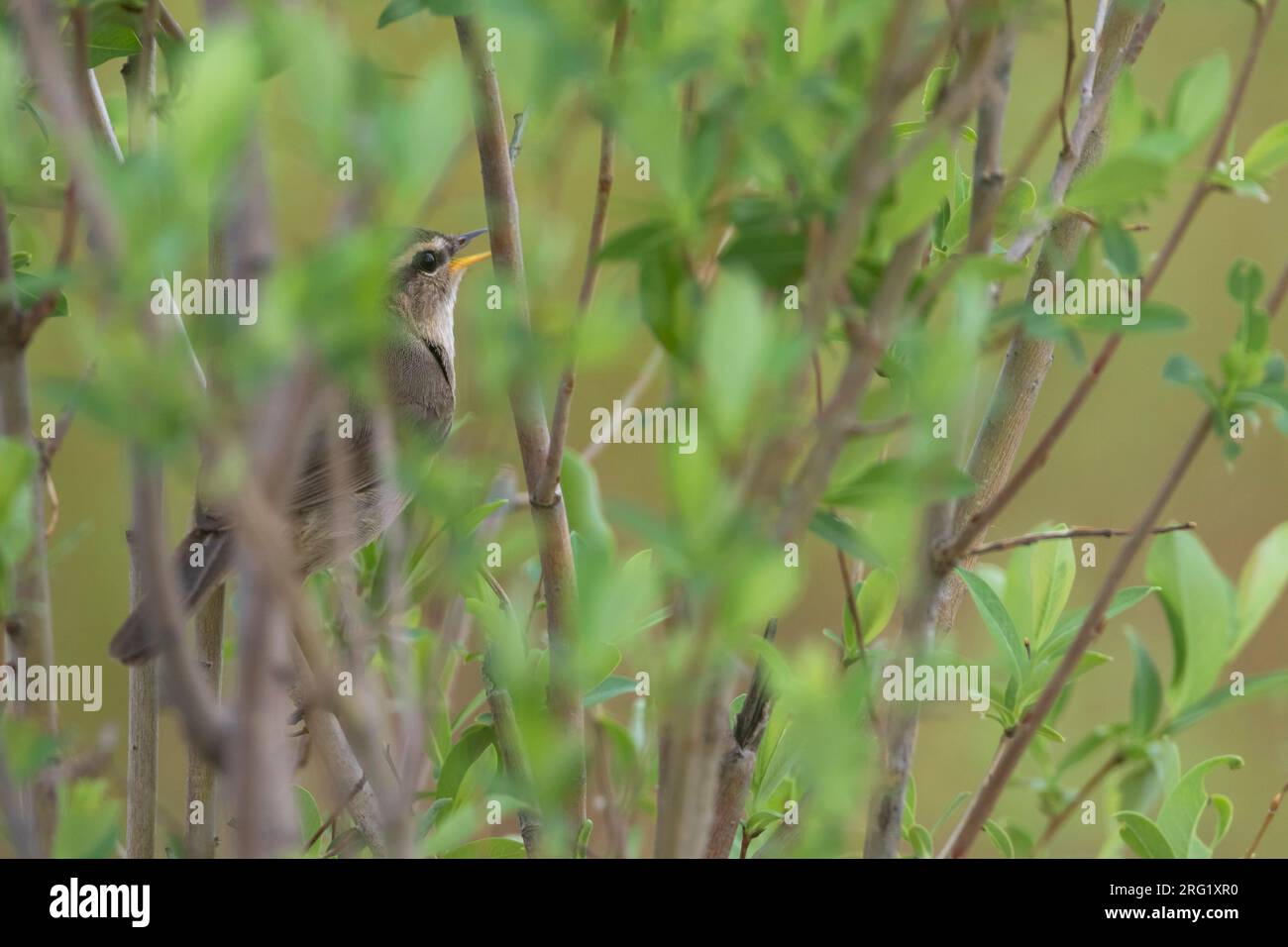 Dusky Warbler (Phylloscopus fuscatus fuscatus), Russia (Baikal), adult ...