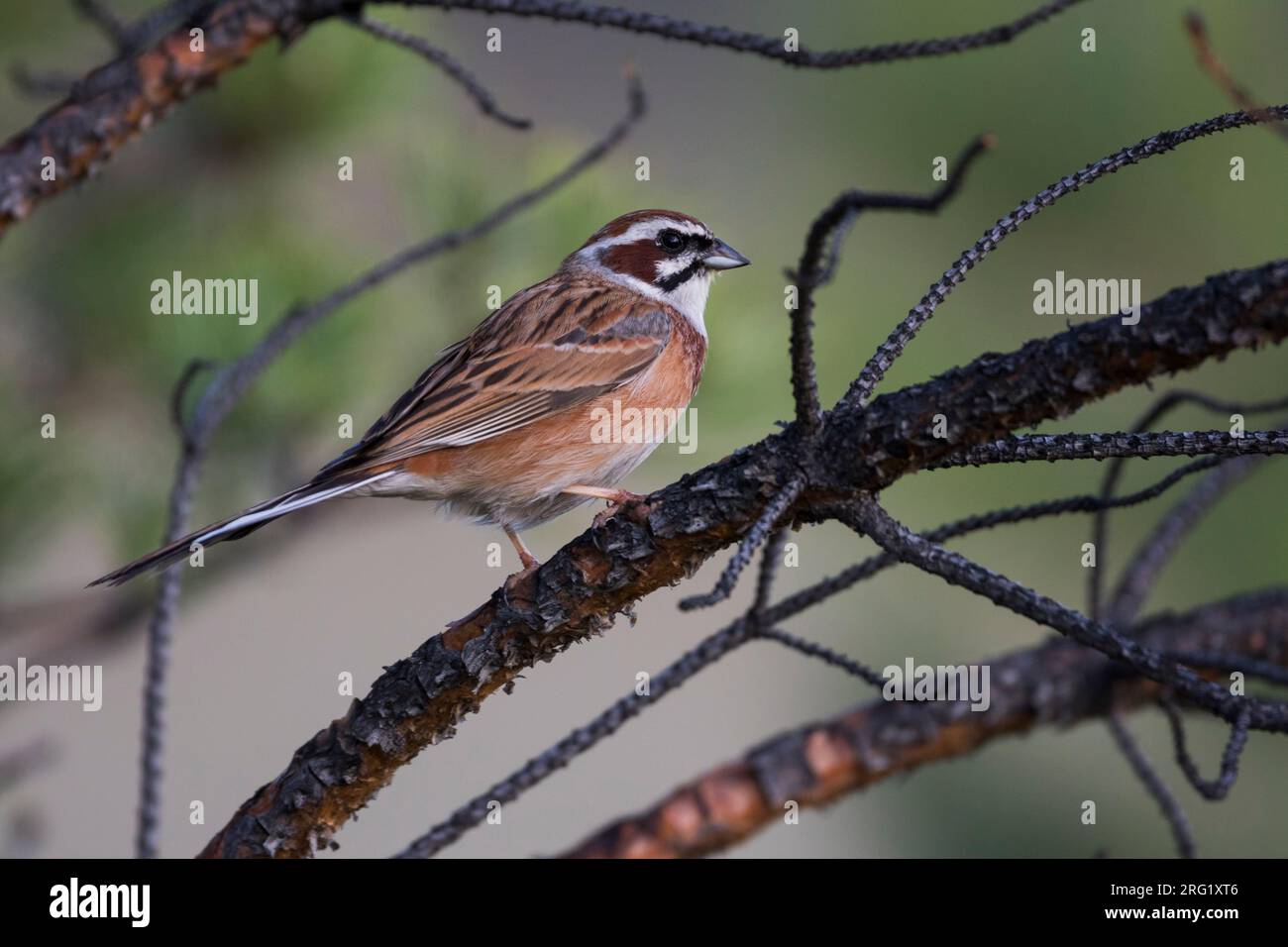 Meadow Bunting - Wiesenammer - Emberiza cioides ssp. cioides, Russia ...