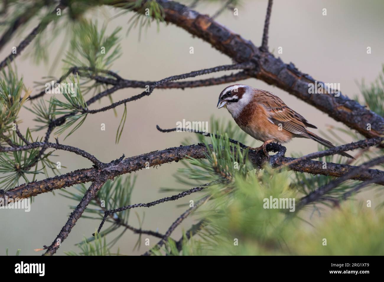 Meadow Bunting - Wiesenammer - Emberiza cioides ssp. cioides, Russia ...