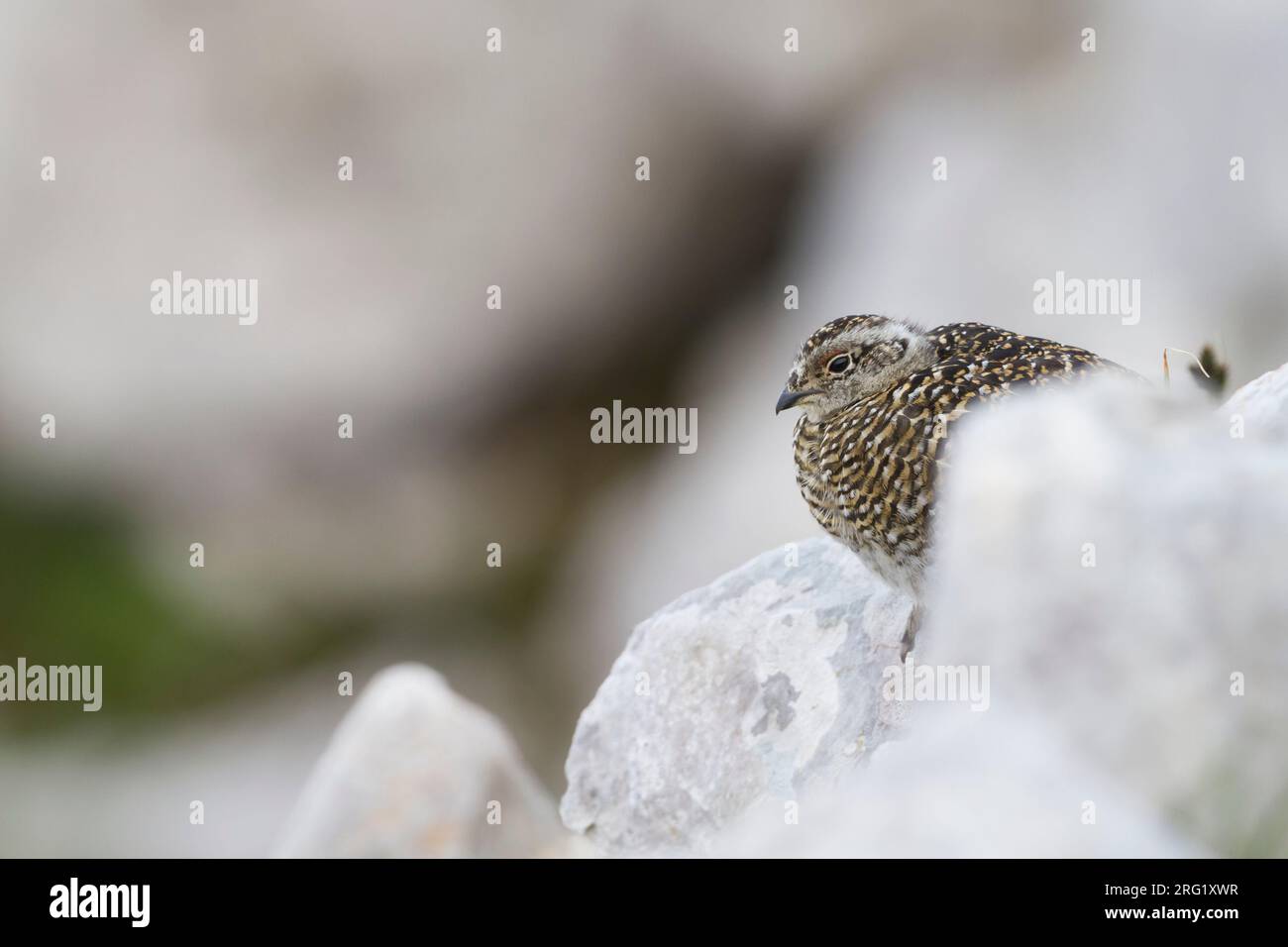 Rock Ptarmigan - Alpenschneehuhn - Lagopus muta ssp. helvetica, Germany ...
