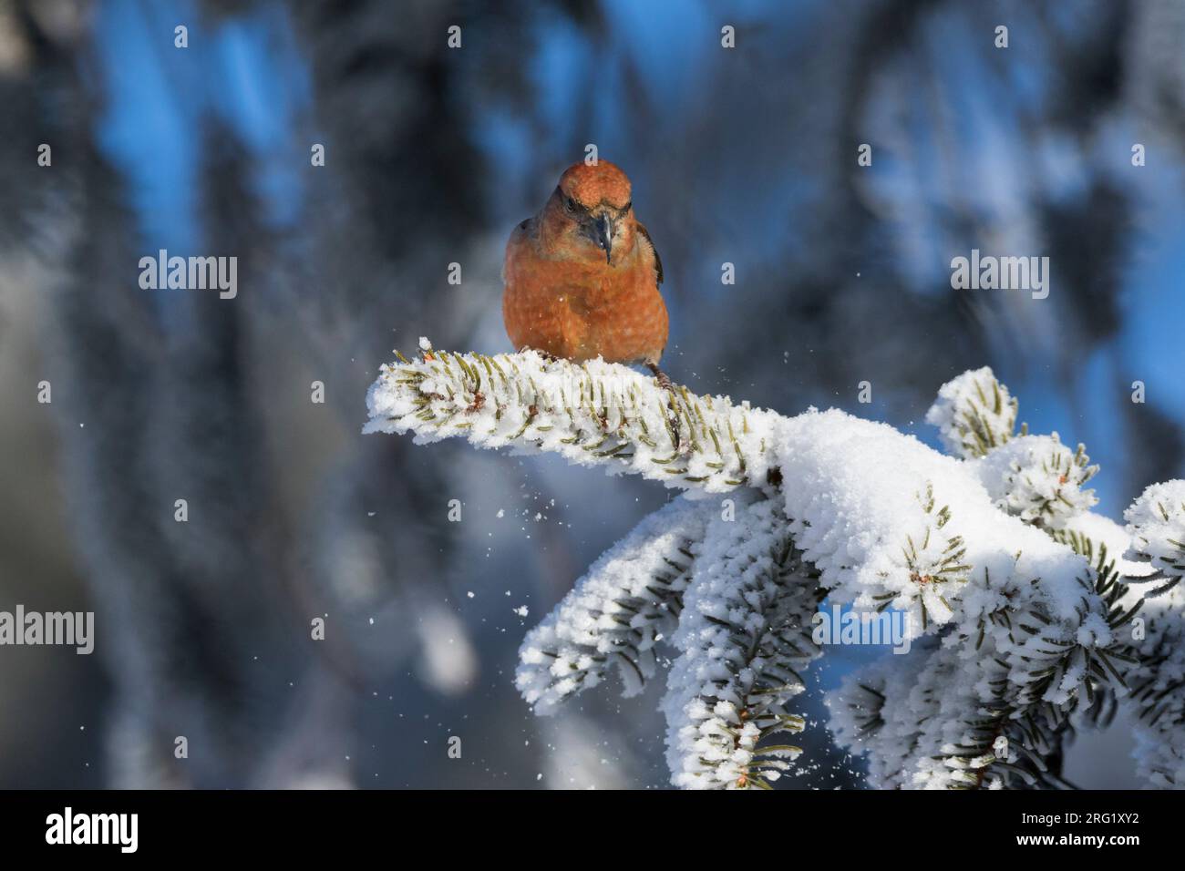Phantom crossbill hi-res stock photography and images - Alamy