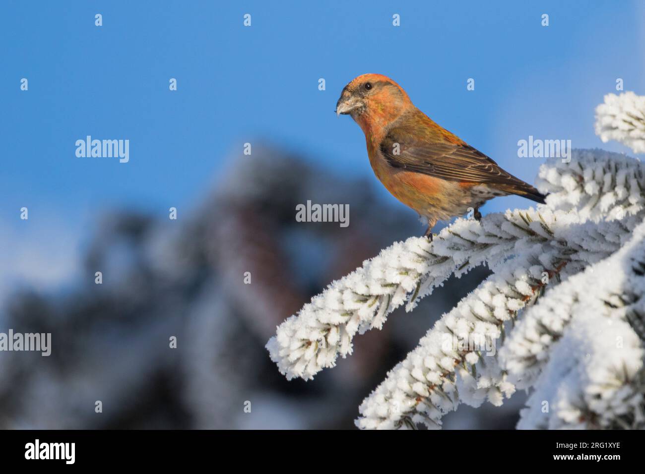 Common Crossbill - Fichtenkreuzschnabel - Loxia curvirostra ssp ...