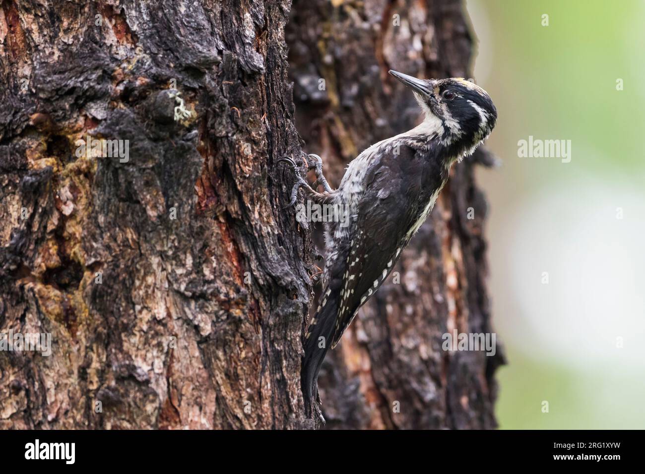 Three-toed Woodpecker - Dreizehenspecht - Picoides tridactylus ssp ...