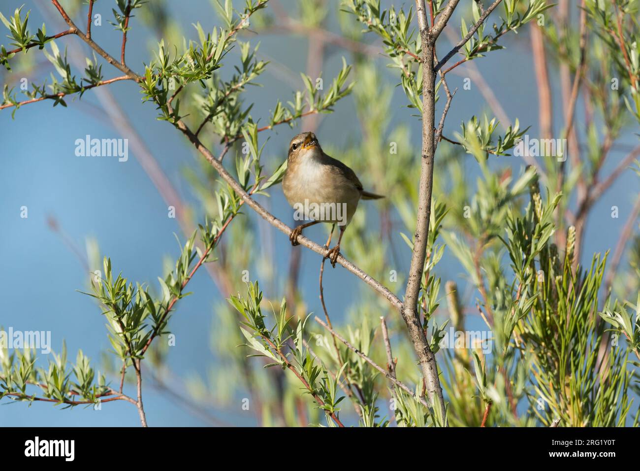 Adult Dusky Warbler (Phylloscopus fuscatus fuscatus), Russia (Baikal ...