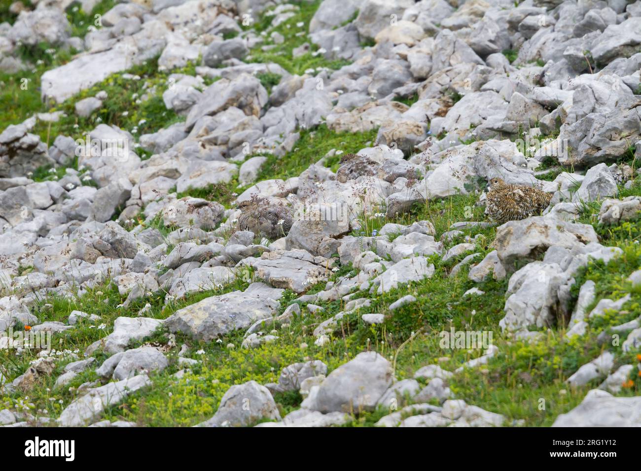 Rock Ptarmigan - Alpenschneehuhn - Lagopus muta ssp. helvetica, Germany ...