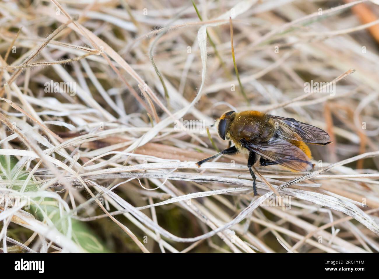 Merodon equestris - Narcissus bulb fly - Gemeine Narzissenschwebfliege ...