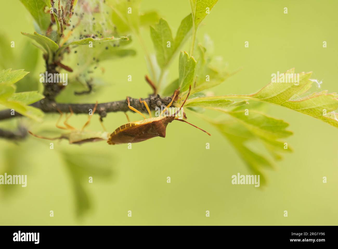 Gonocerus acuteangulatus - Box bug - Braune Randwanze, Germany (Baden ...