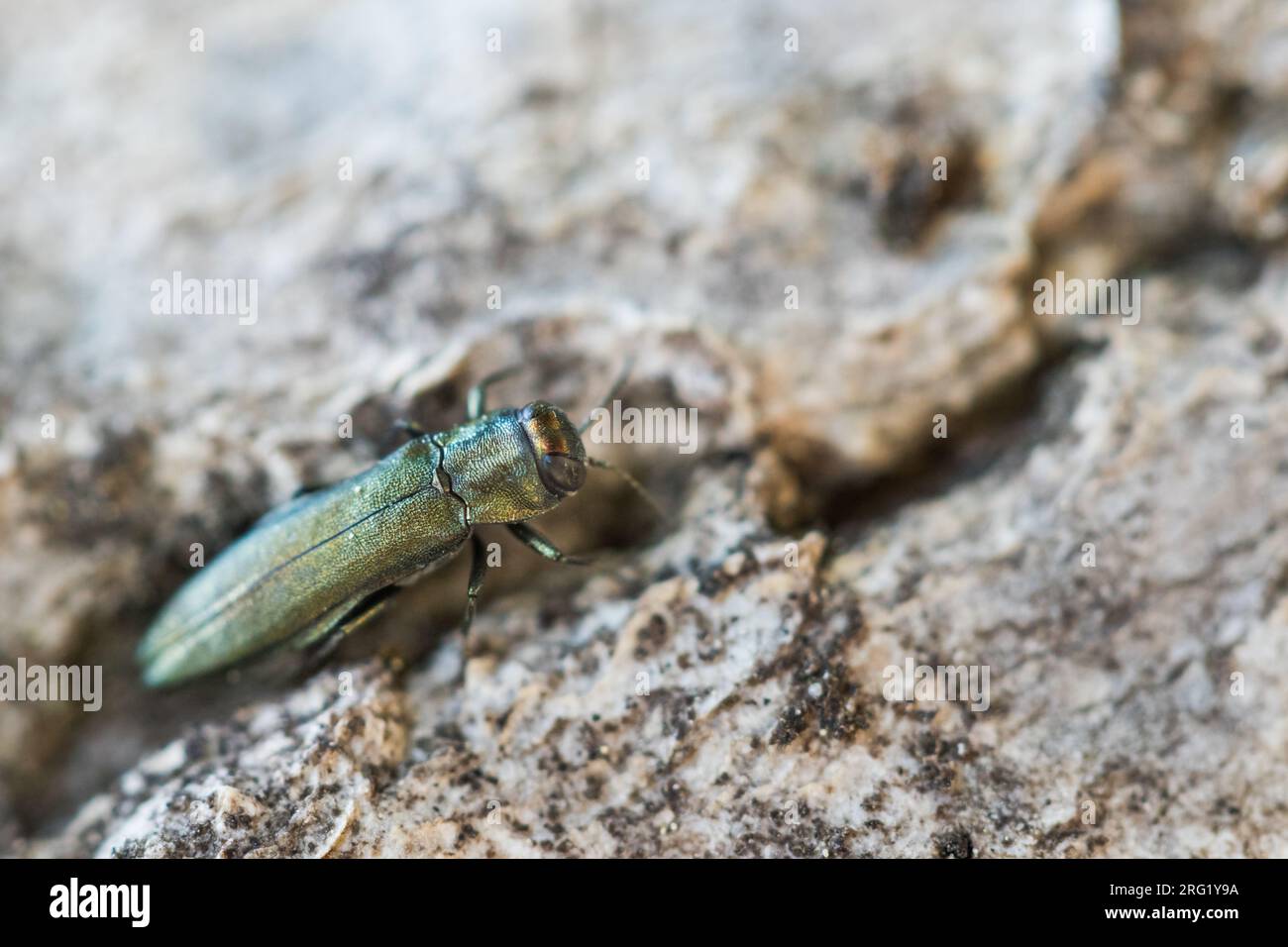 Agrilus sulcicollis hi-res stock photography and images - Alamy