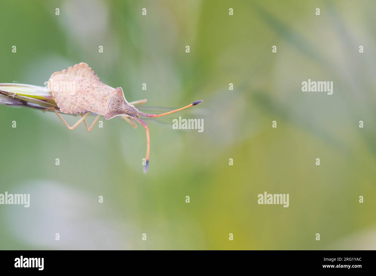 Syromastus rhombeus - Rhombic leatherbug - Rhombenwanze, Germany (Baden ...