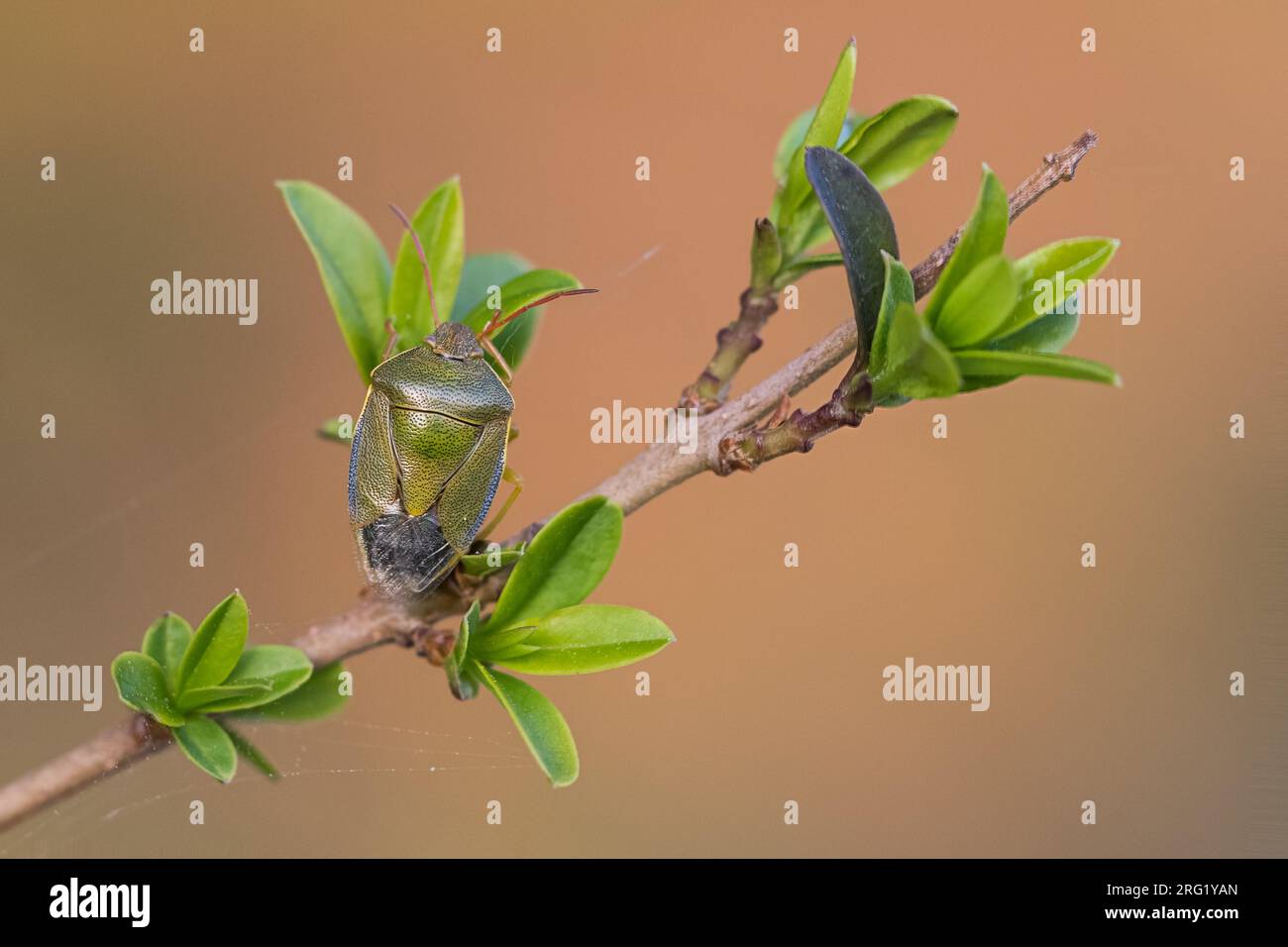 Piezodorus lituratus - Gorse shield bug - Ginster-Baumwanze, Germany ...