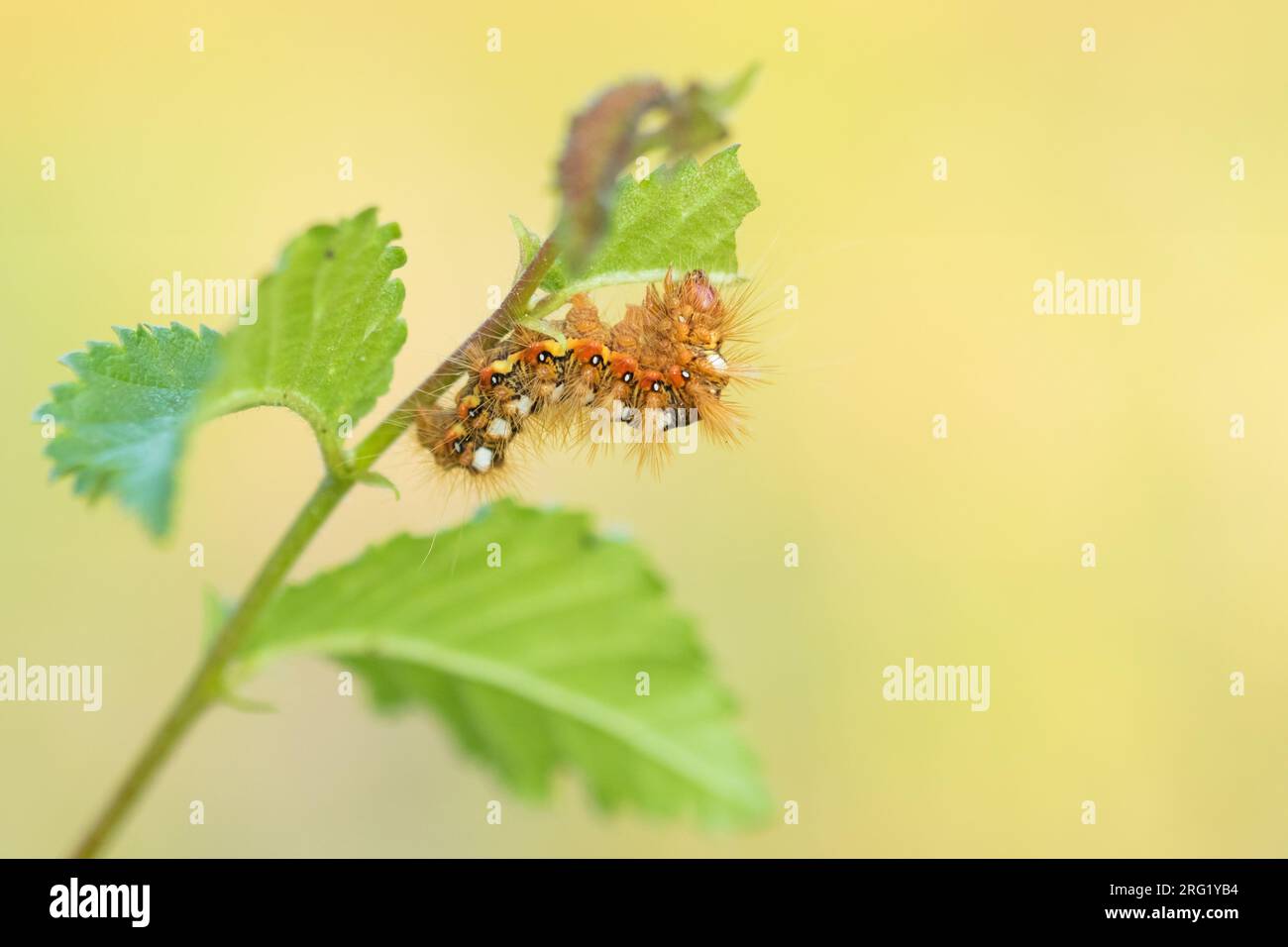 Acronicta rumicis - Knot grass moth - Ampfer-Rindeneule, Germany (Baden ...