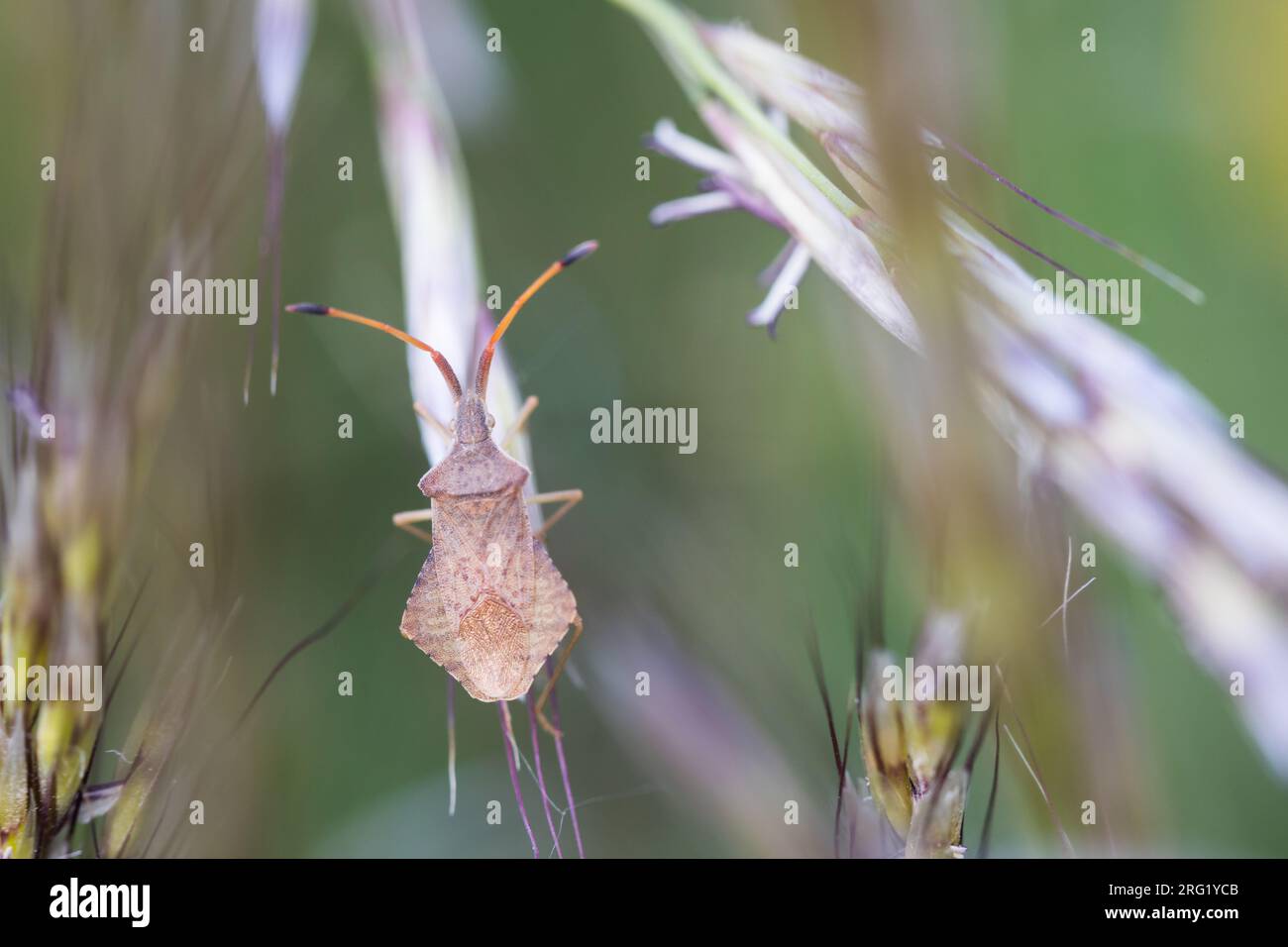 Syromastus rhombeus - Rhombic leatherbug - Rhombenwanze, Germany (Baden ...