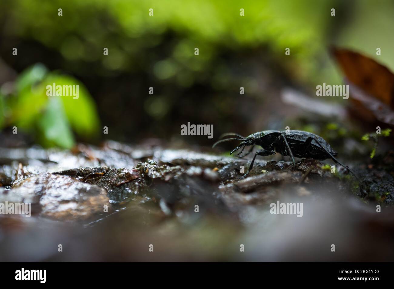 Carabus variolosus nodulosus - Grubenlaufkäfer, Germany (Bavaria ...