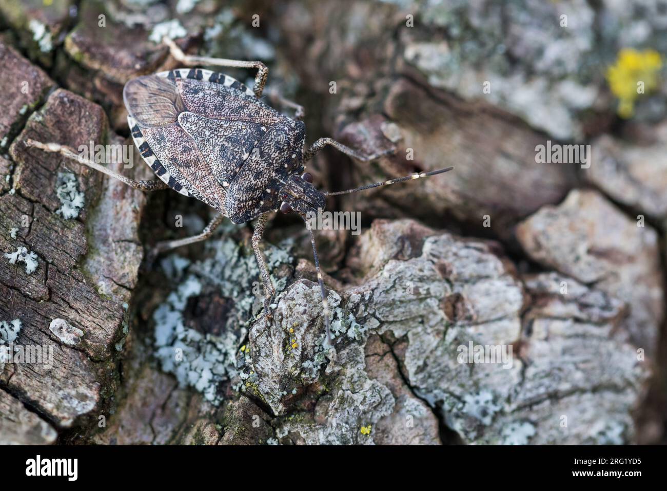 Halyomorpha halys - Brown marmorated stink bug - Marmorierte Baumwanze ...
