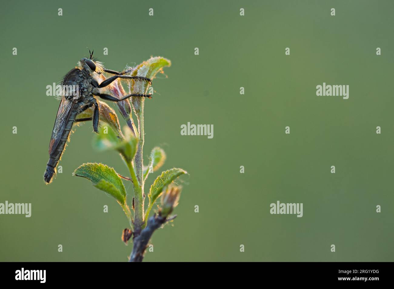 Machimus rusticus - Schlichte Raubfliege, Germany (Baden-Württemberg ...
